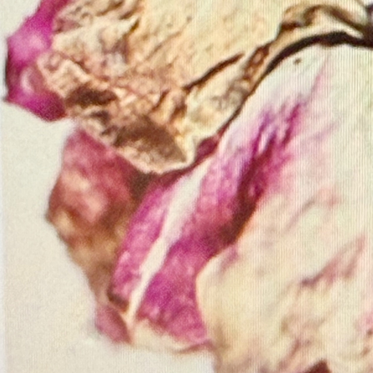 ARTISTS – SMP Gallery